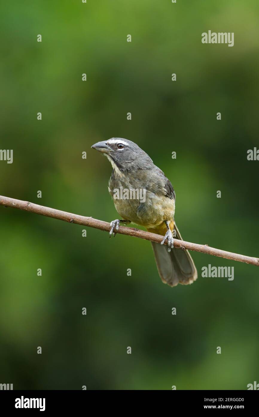 Seed eating bird hi-res stock photography and images - Alamy