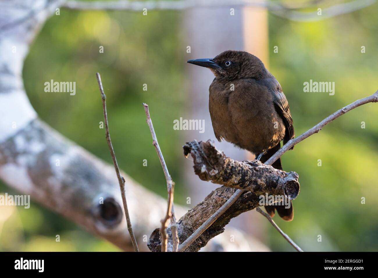 A female Great-tailed Grackle or Mexican Grackle, Quiscalus mexicanus ...