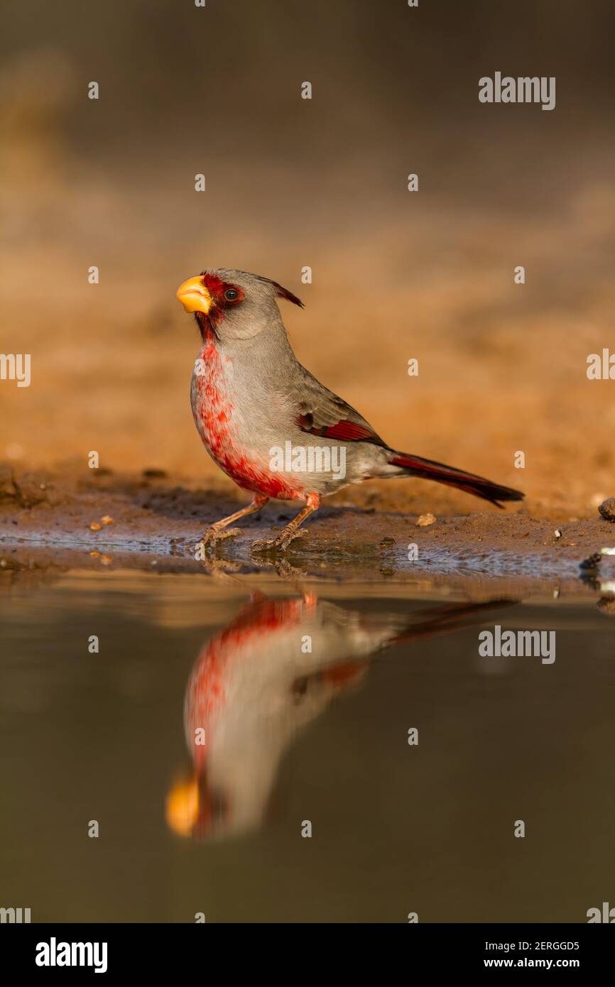 M Bird Photography High Resolution Stock Photography and Images - Alamy