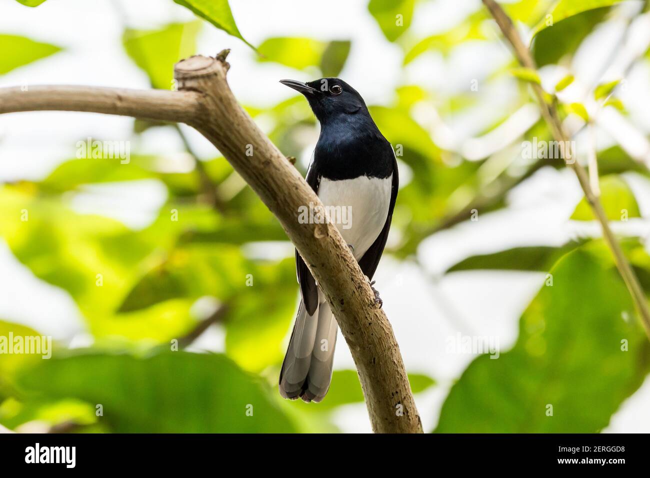 Indian avian world hi-res stock photography and images - Alamy