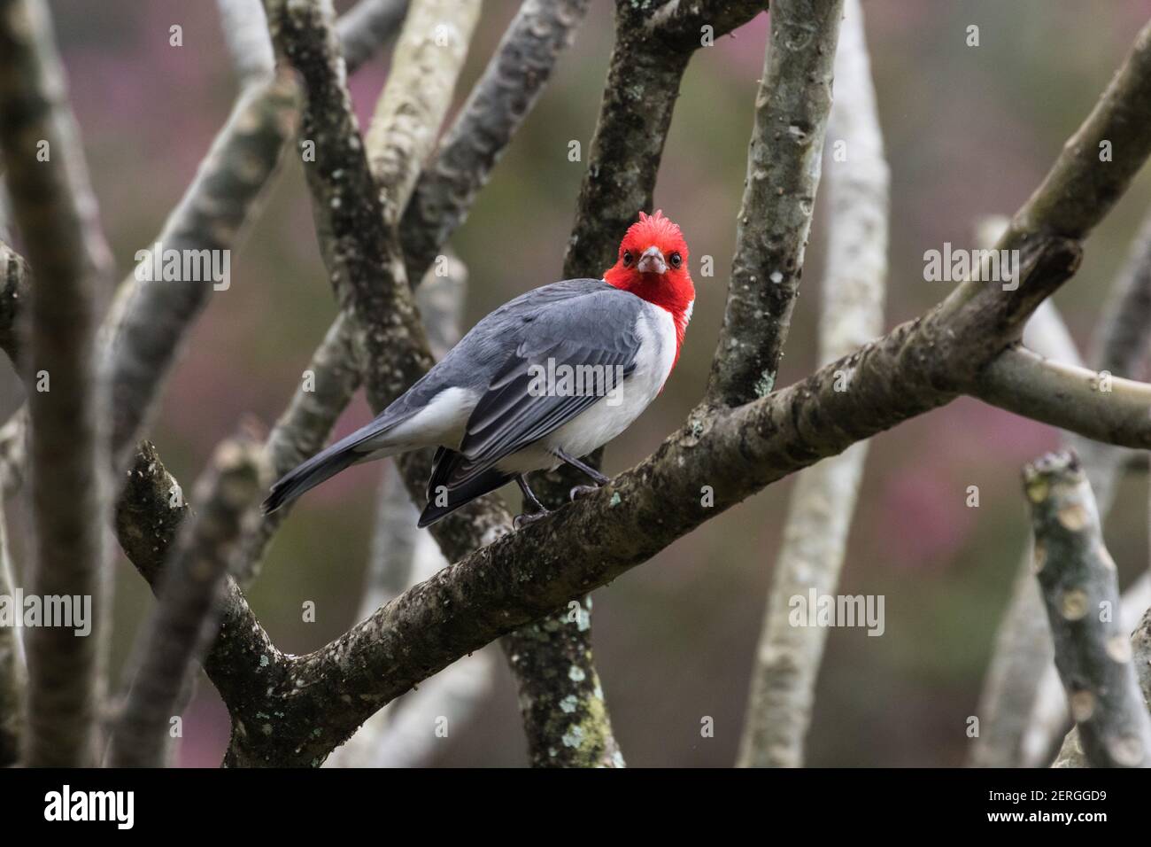 The Red-crested Cardinal, Paroaria coronata, is native to South America ...