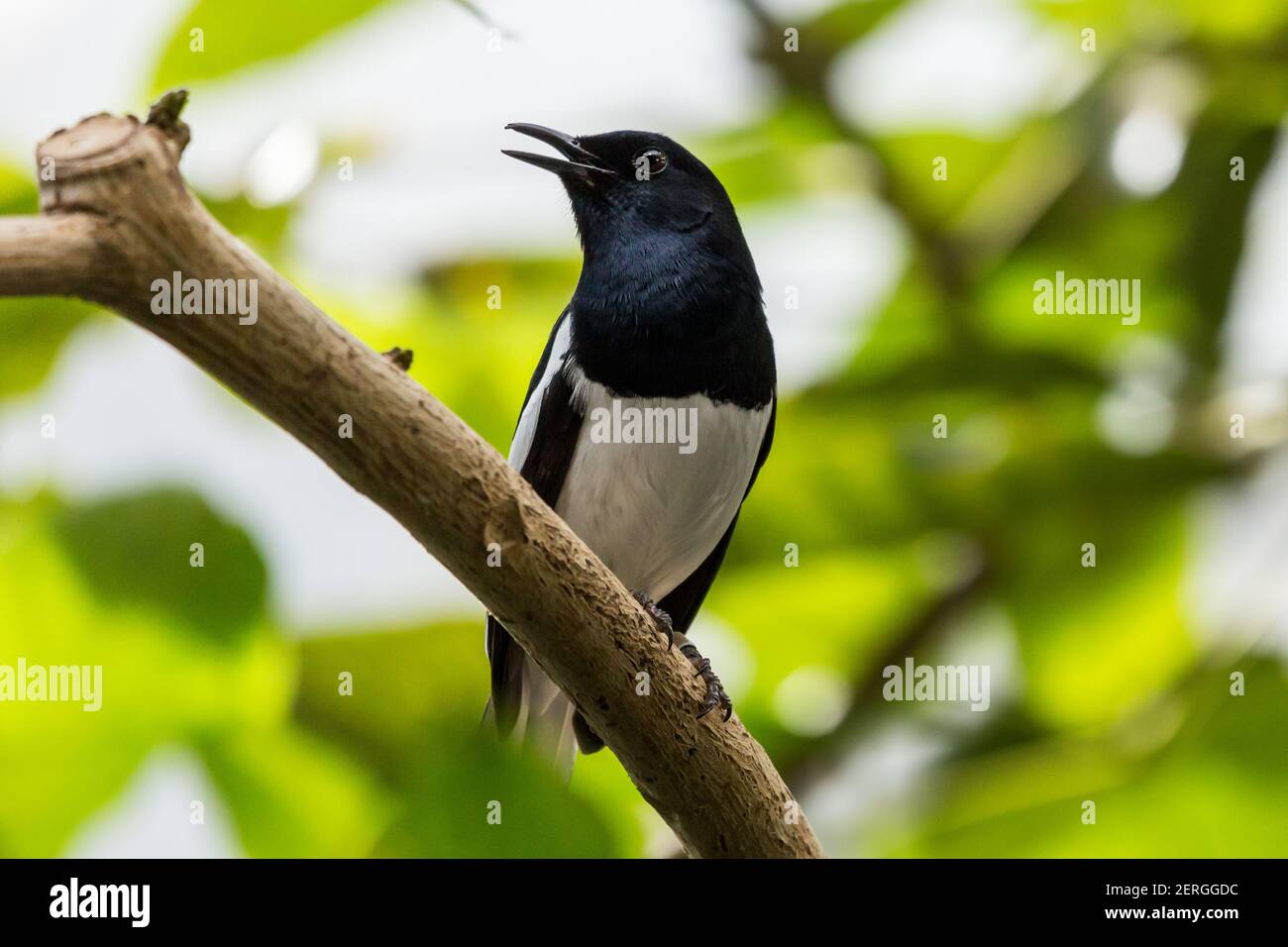 Indian avian world hi-res stock photography and images - Alamy