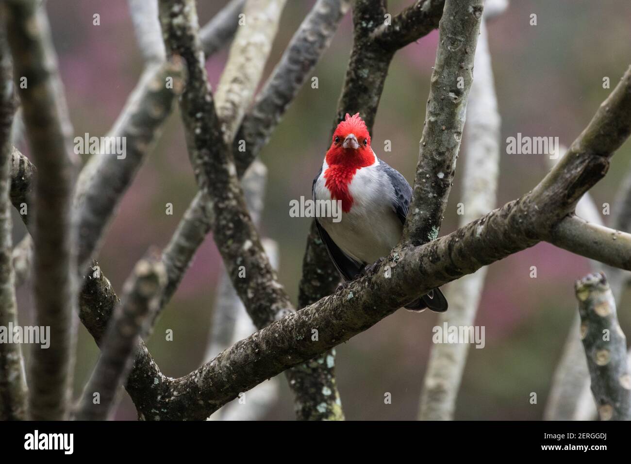 The Red-crested Cardinal, Paroaria coronata, is native to South America ...