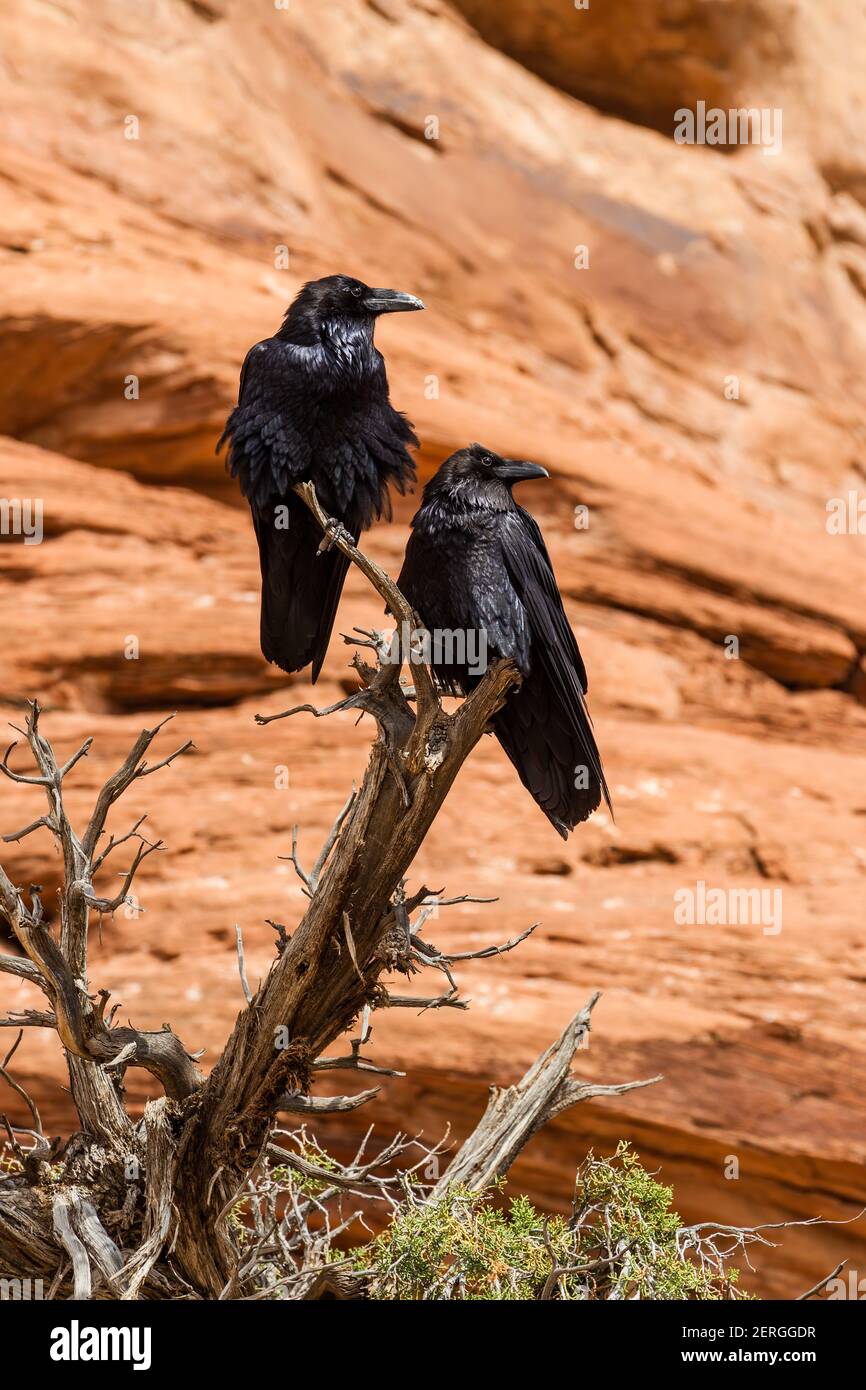 Raven and juniper hi-res stock photography and images - Alamy