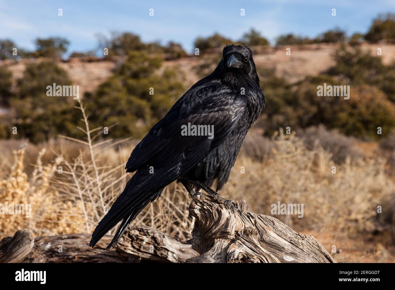 Corvas hi-res stock photography and images - Alamy