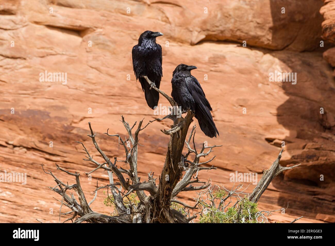 Raven and juniper hi-res stock photography and images - Alamy