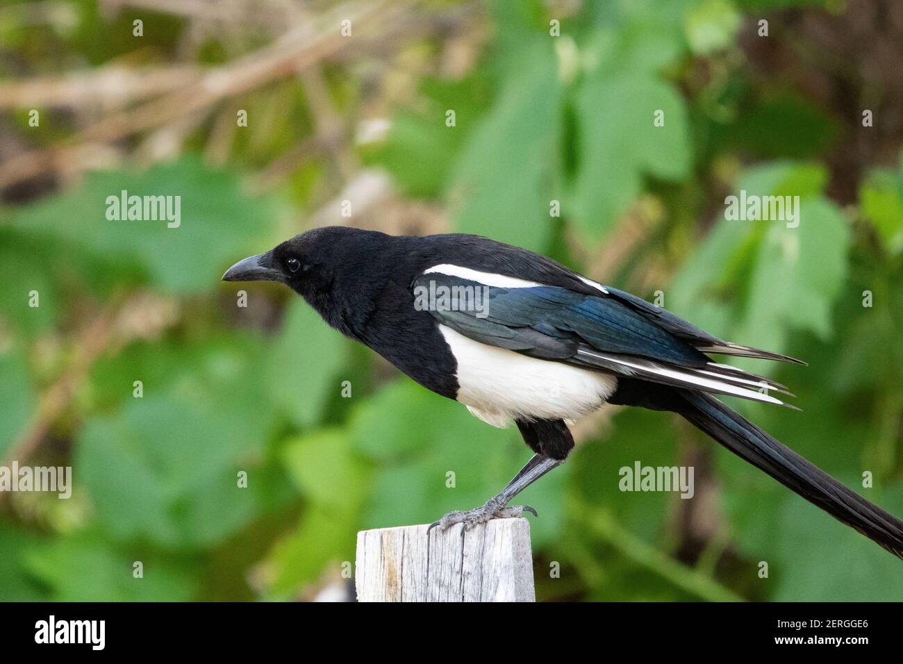 Adult black billed magpie american magpie hi-res stock photography and ...