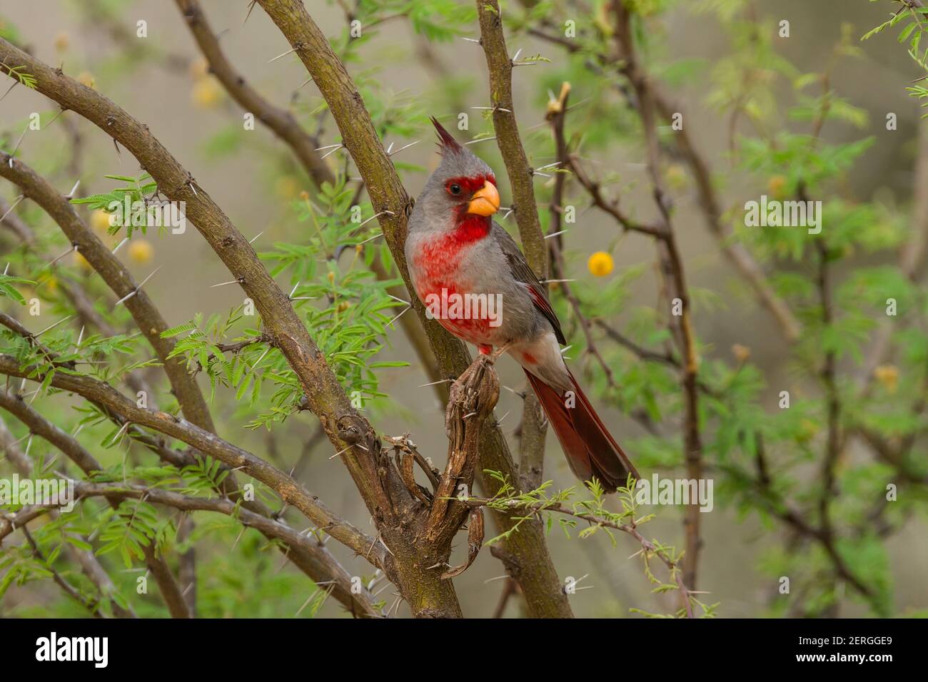 M Bird Photography High Resolution Stock Photography and Images - Alamy