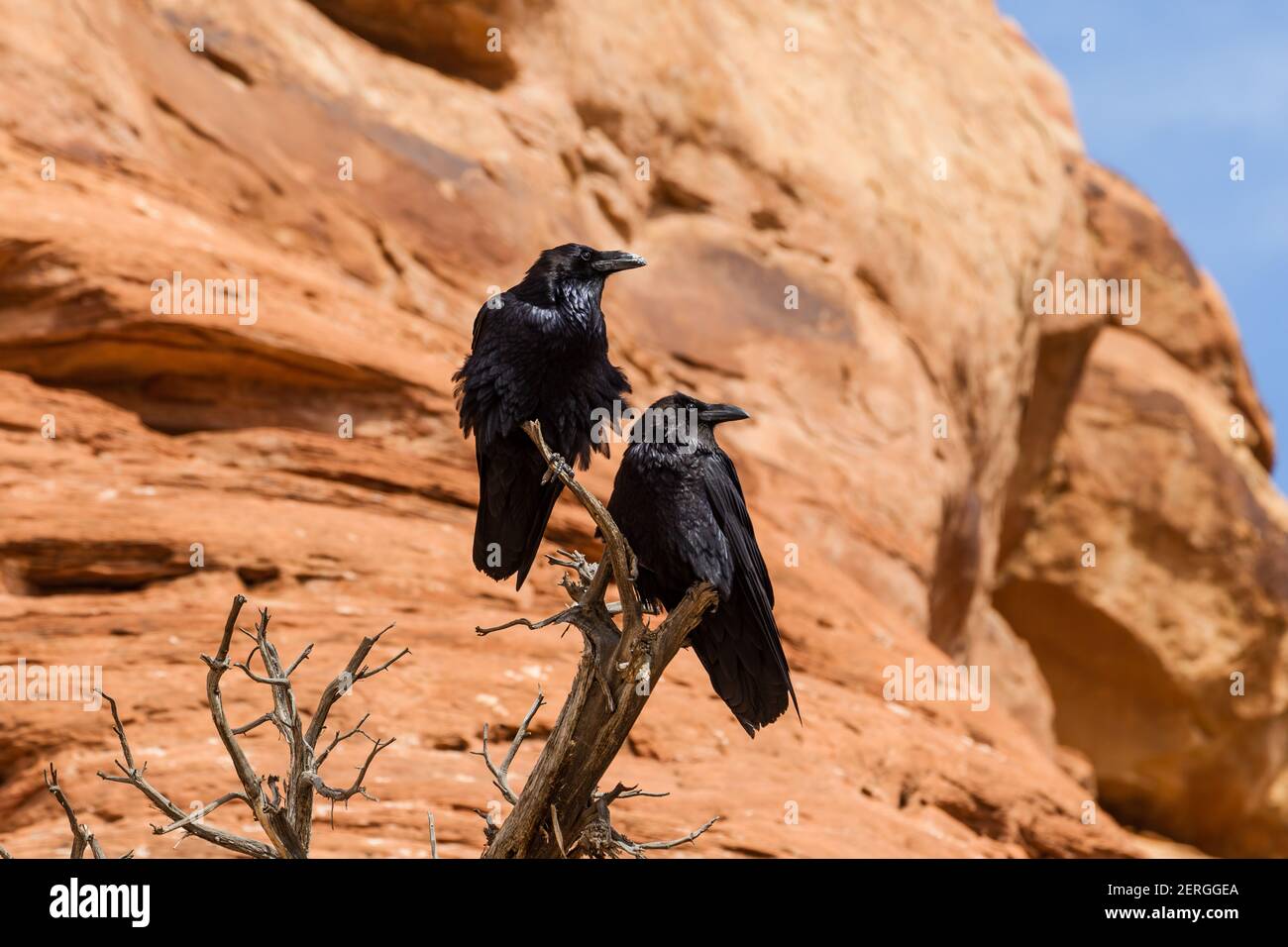The Common Raven, Corvas corax, is found world-wide in the Northern ...