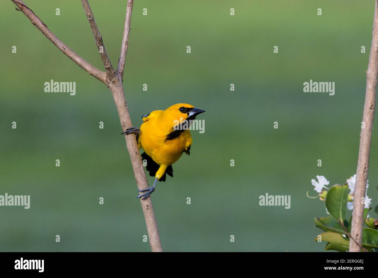 The Yellow Oriole, Icterus nigrogularis, is also called the 'plantain ...