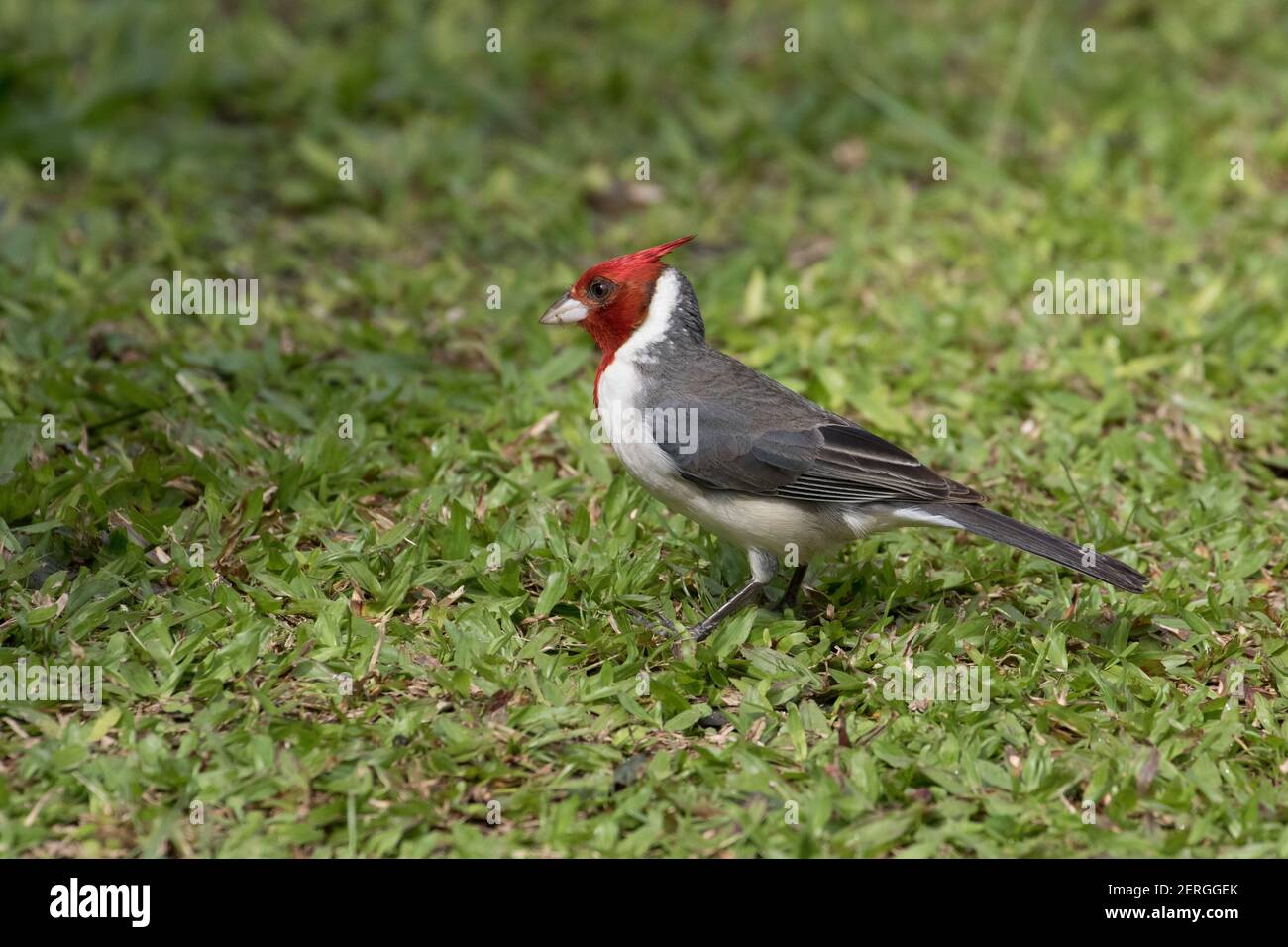 The Red-crested Cardinal, Paroaria coronata, is native to South America ...