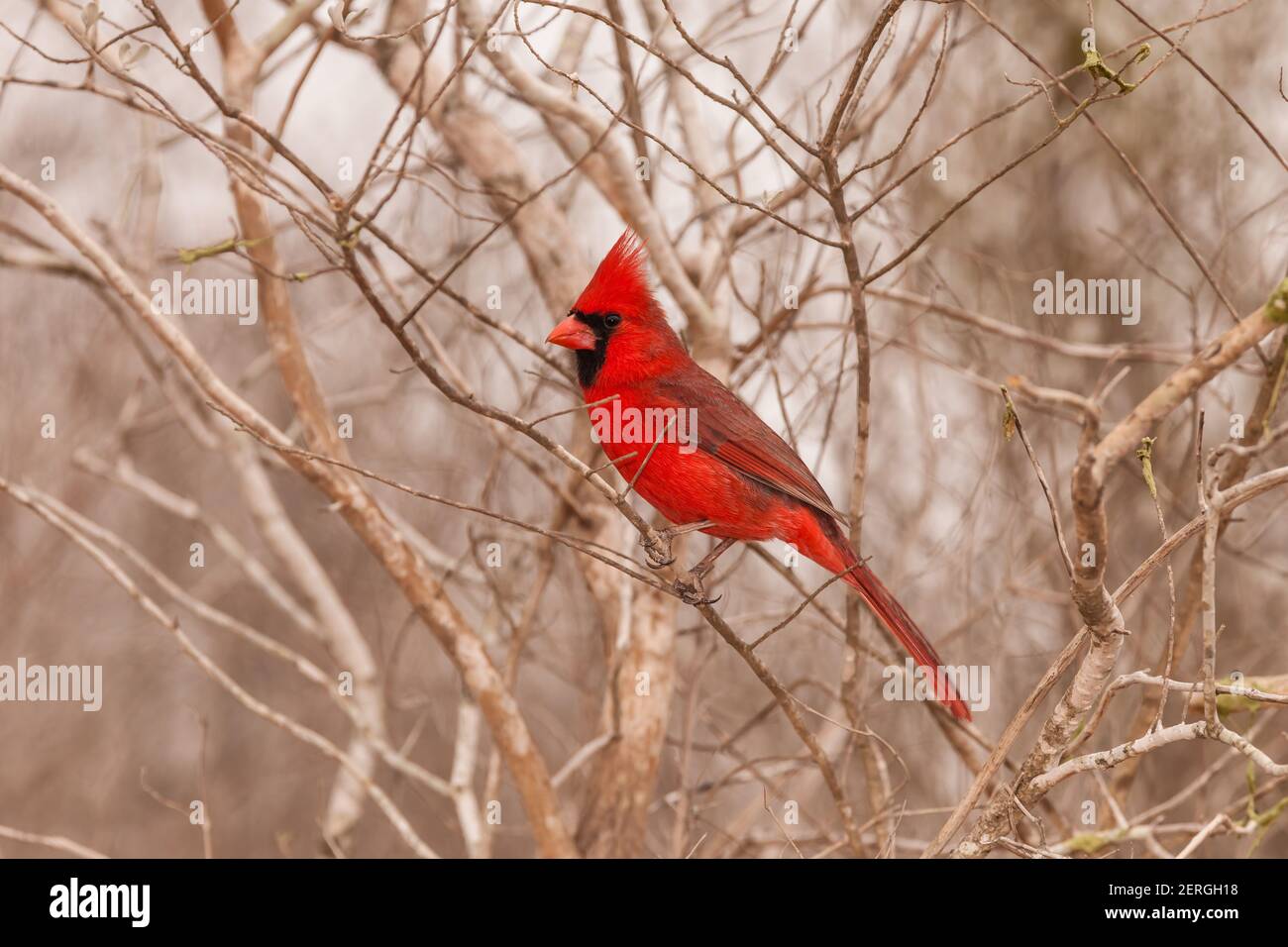 The Northern Cardinal, Cardinalis cardinalis, is found in the U.S ...