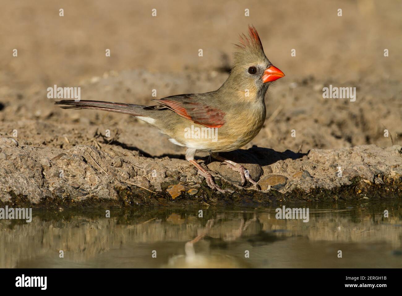 The Northern Cardinal, Cardinalis cardinalis, is found in the U.S ...