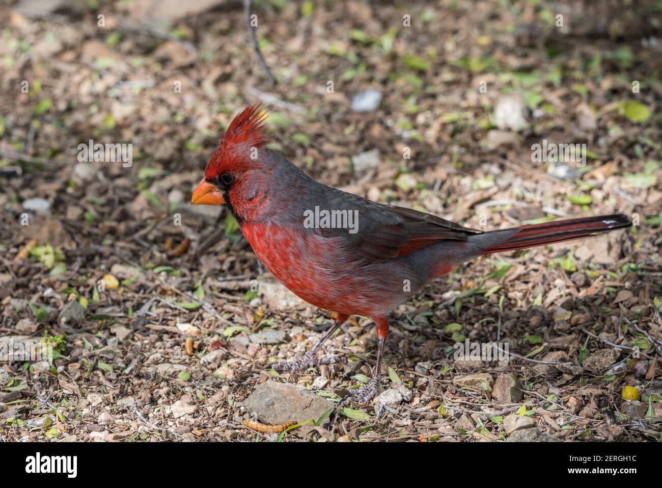 A male Northern Cardinal, Cardinalis cardinalis, in the Arizona Sonoran ...