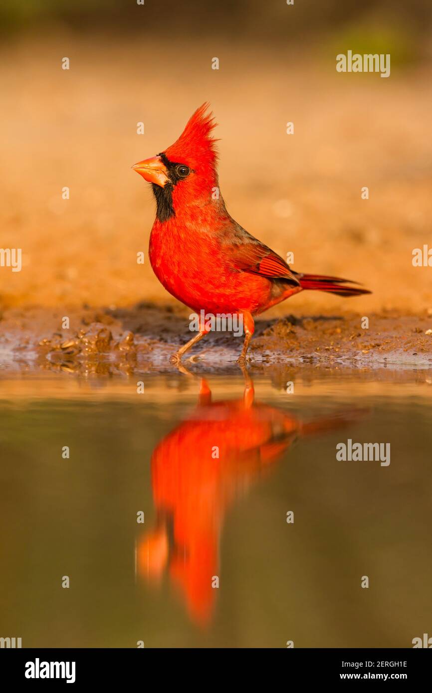 The Northern Cardinal, Cardinalis cardinalis, is found in the U.S ...