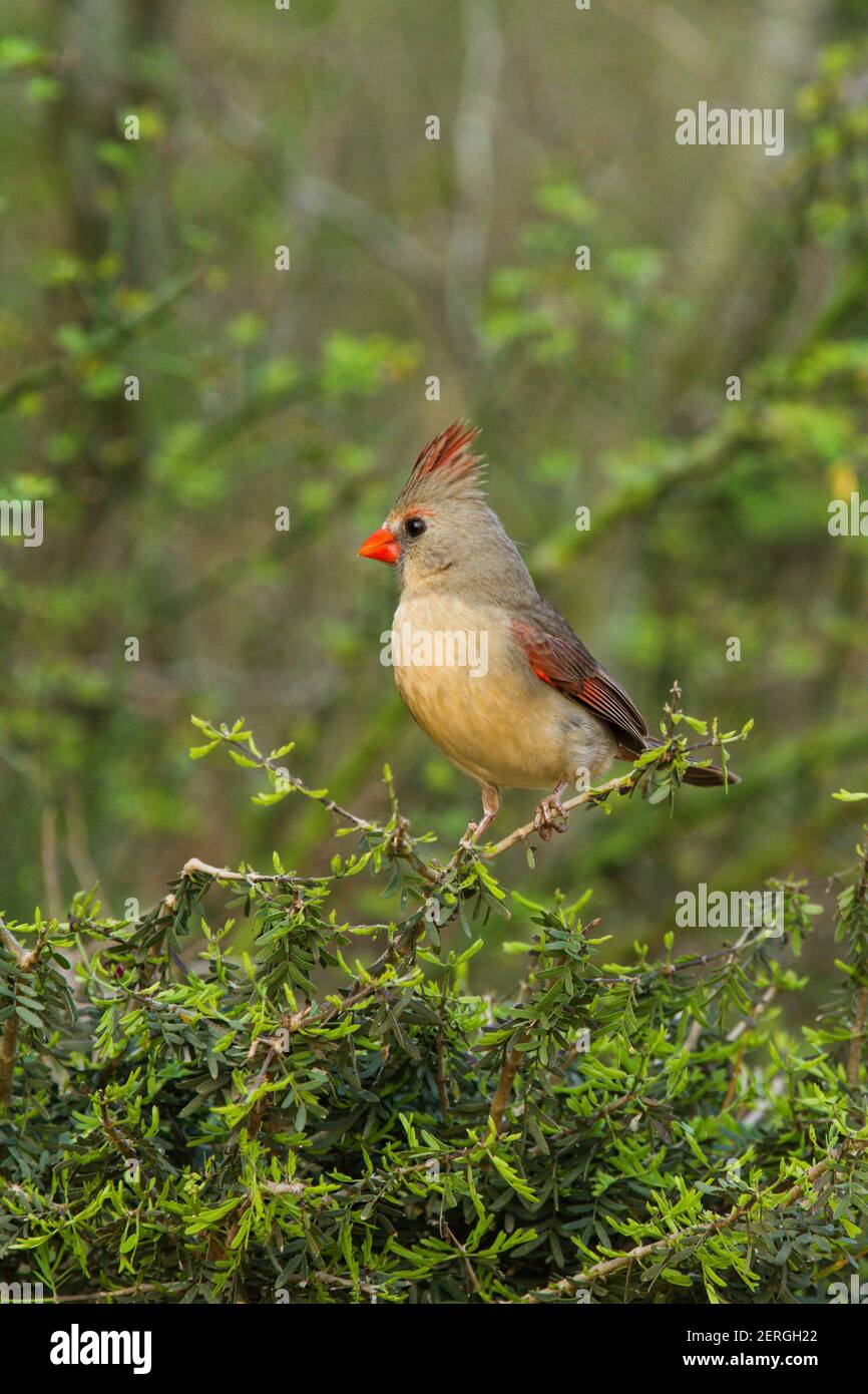 The Northern Cardinal, Cardinalis cardinalis, is found in the U.S ...