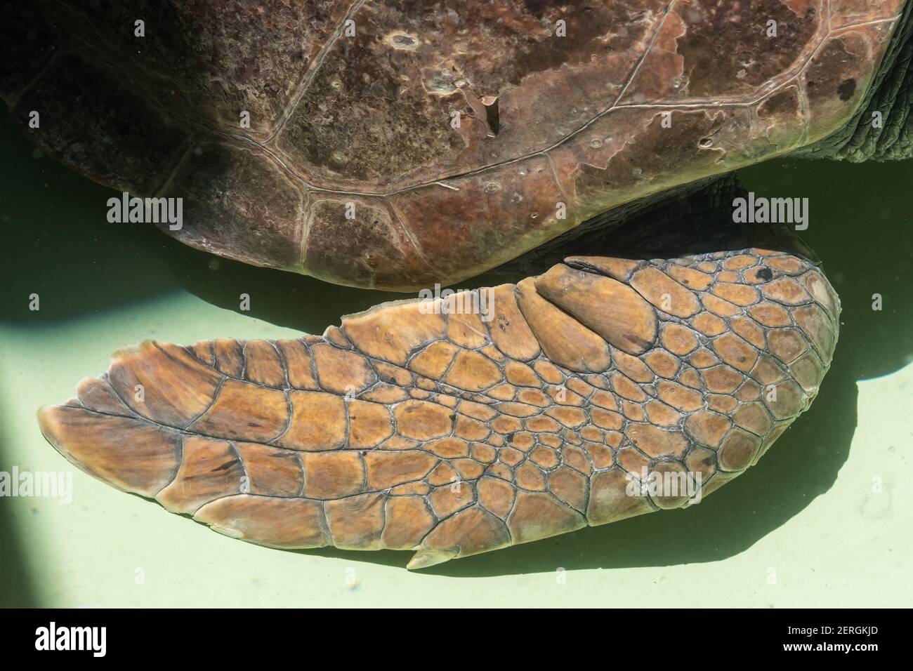 Sea turtles flippers close-up at rehabilitation center Stock Photo - Alamy