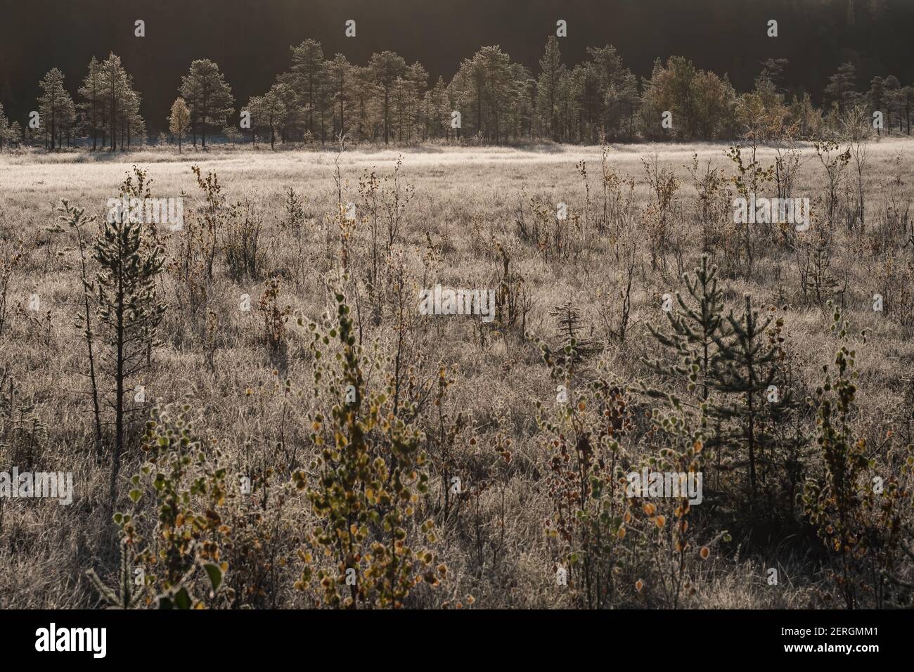 Water mist and backlight hi-res stock photography and images - Alamy