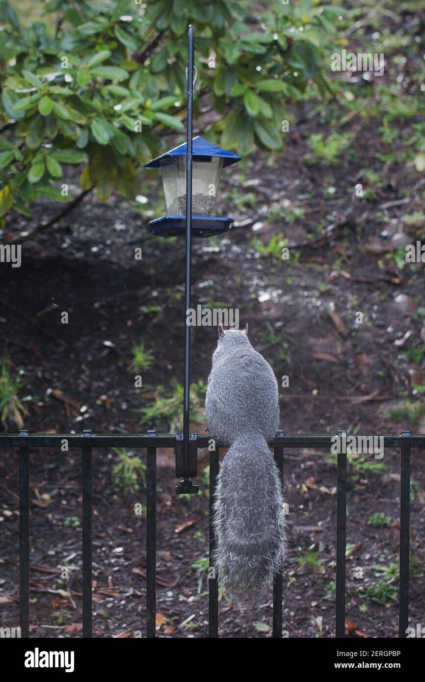 Fat bird eating hi-res stock photography and images - Alamy