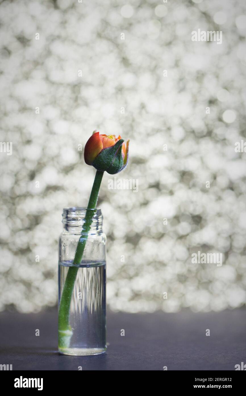 A ranunculus flower bud in a small glass vial Stock Photo - Alamy