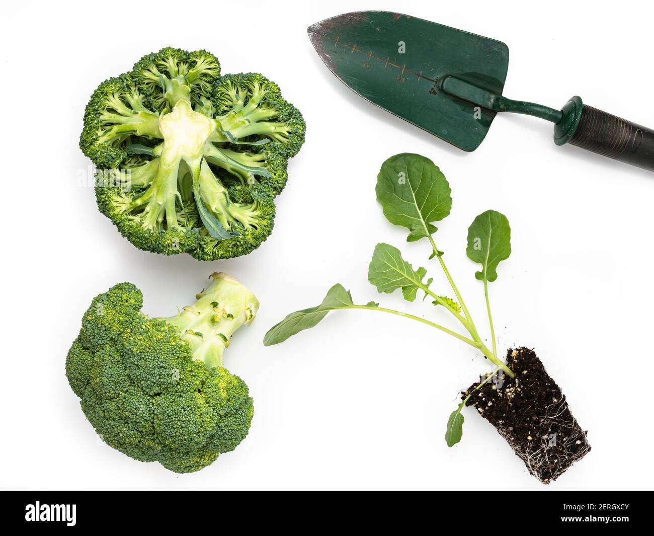 Broccoli plant and mature broccoli head on a white background. The ...