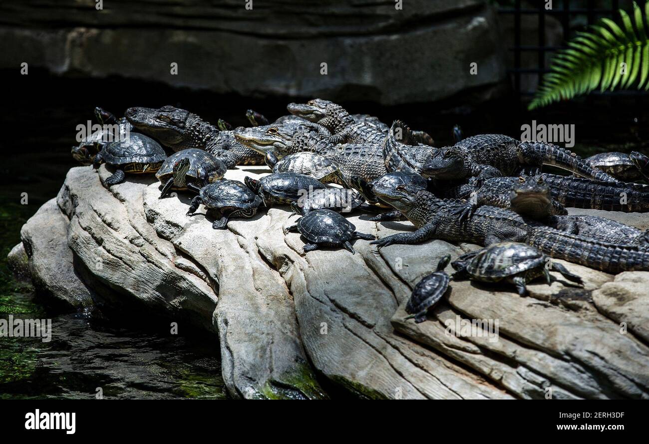 Alligators and turtles sunbathe in the central St. Augustine atrium at ...