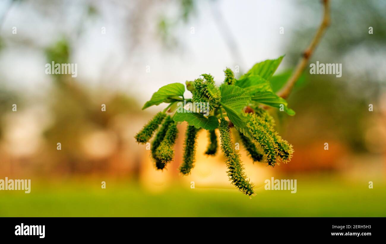 Mulberry plant flowers closeup. Blooming flowers of Morus with green ...