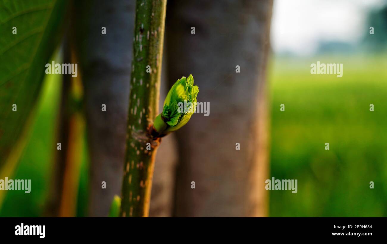 Buds on Morus branch. Flowering buds and flowers of Mulberry on green ...