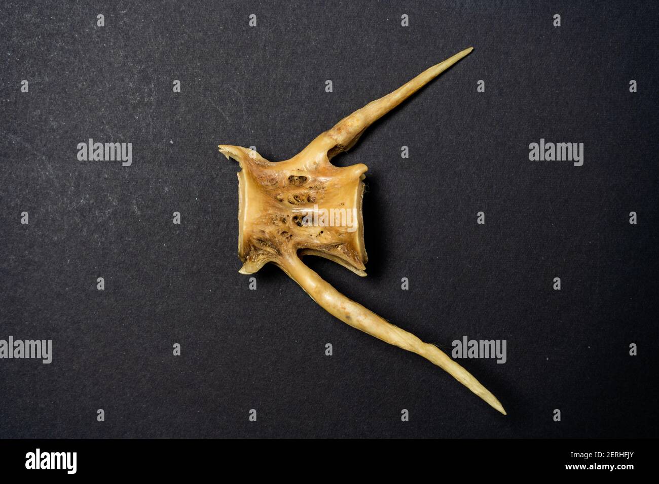 Bone or caudal vertebra of a medium-sized fish on a black background ...