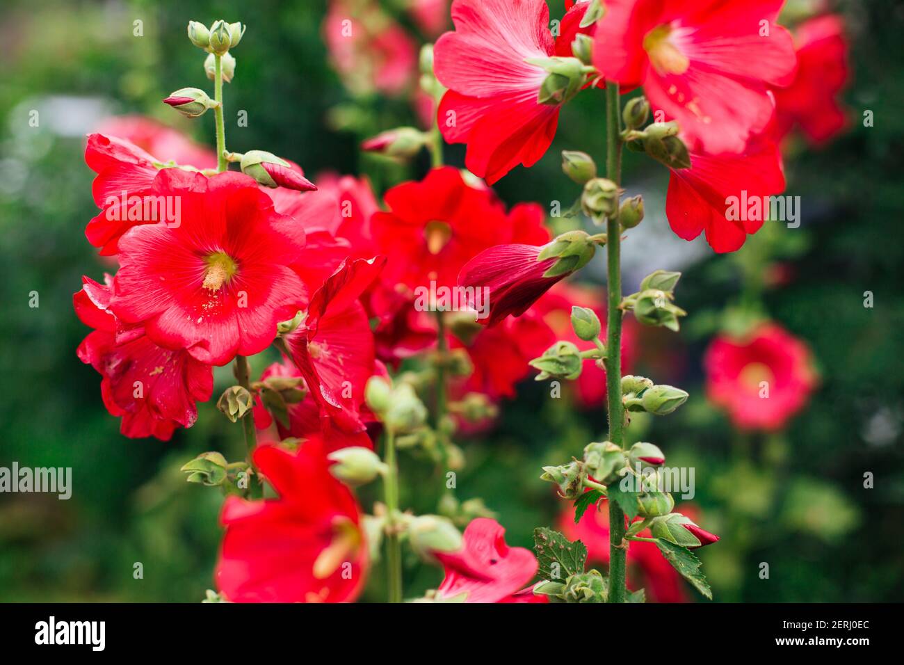 Red mallow flowers with drops of dew on the petals in a garden Stock ...
