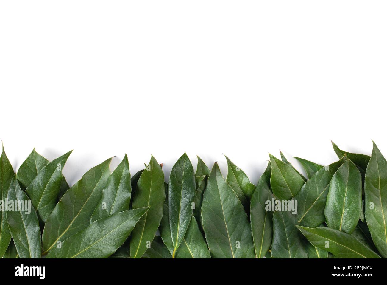 horizontal border of green leaves on white background. natural flat ...