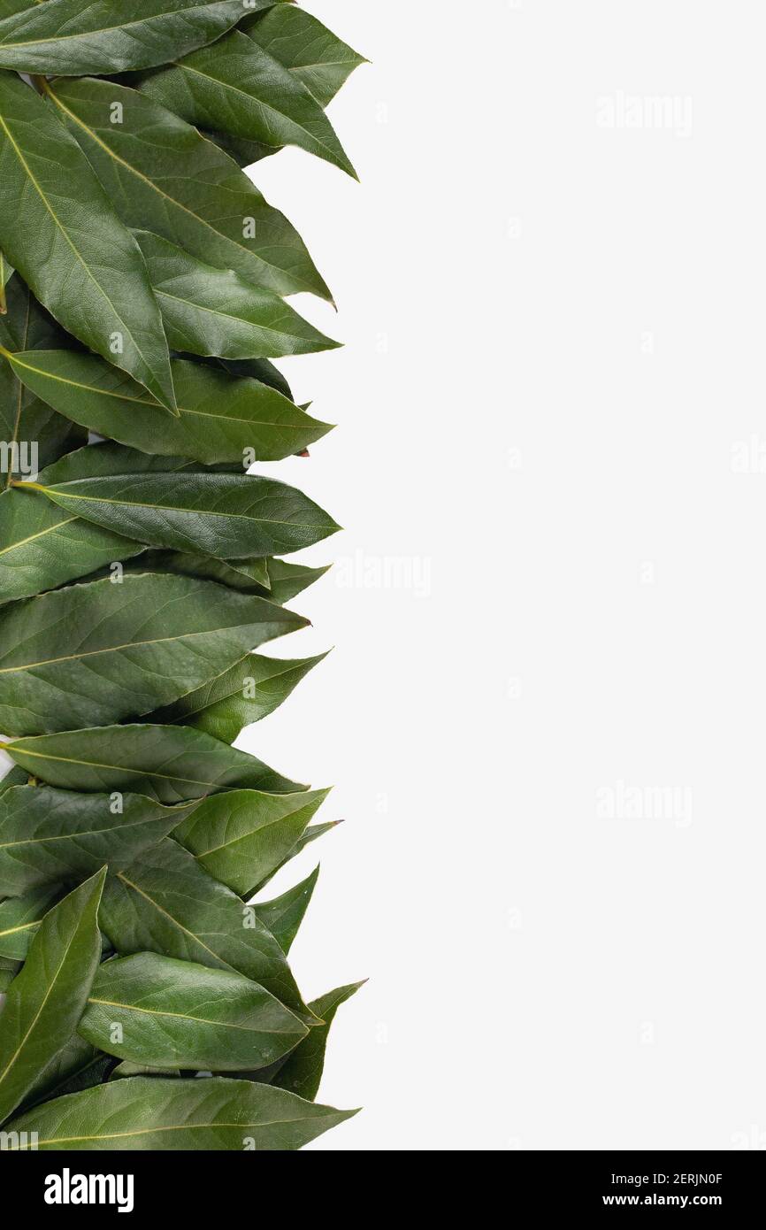vertical border of green leaves on white background. natural flat ...