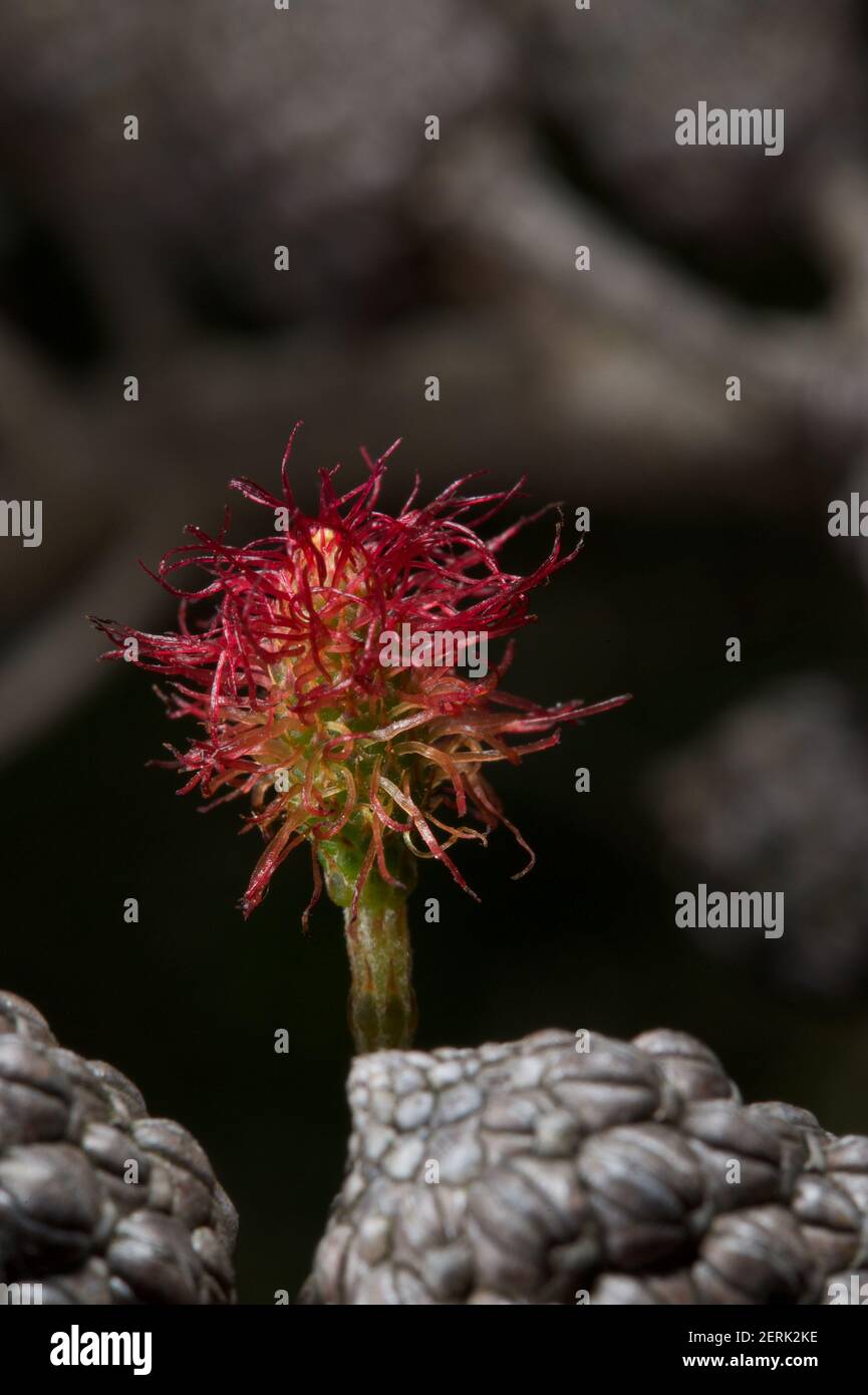 She Oak trees (Casuarina Littoralis) have male and female trees, so ...