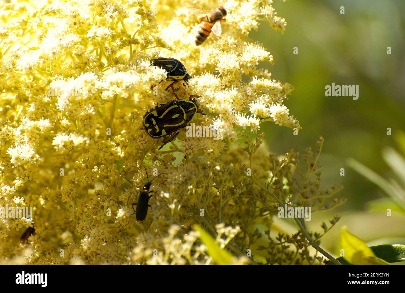 Australian beetles hi-res stock photography and images - Alamy