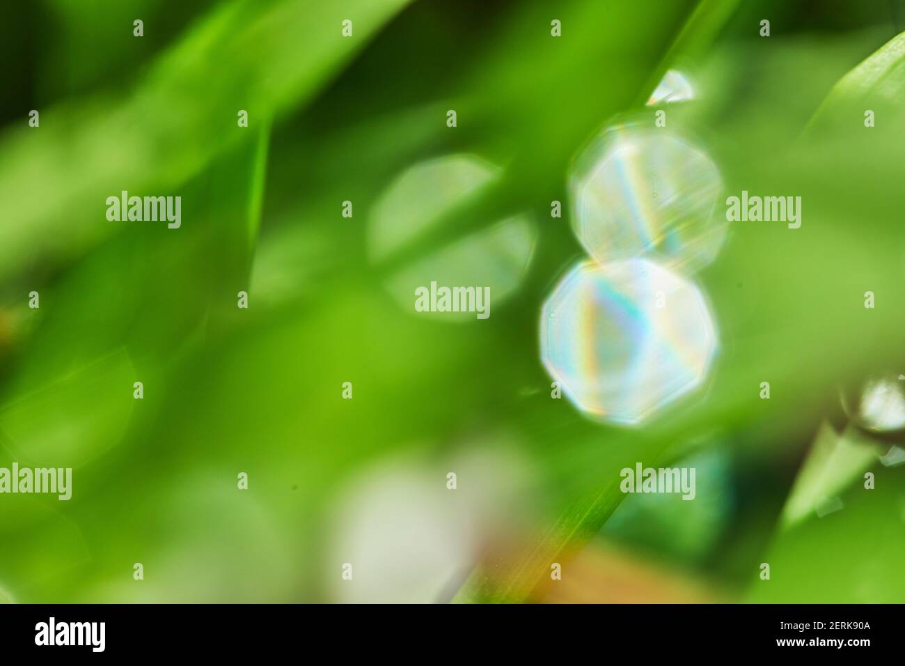 Green grass background texture and surface with shiny dew drops in blur ...