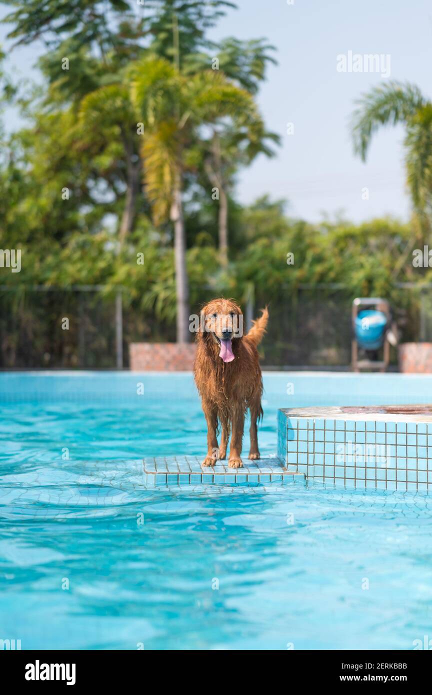 Golden retriever standing by the pool Stock Photo - Alamy