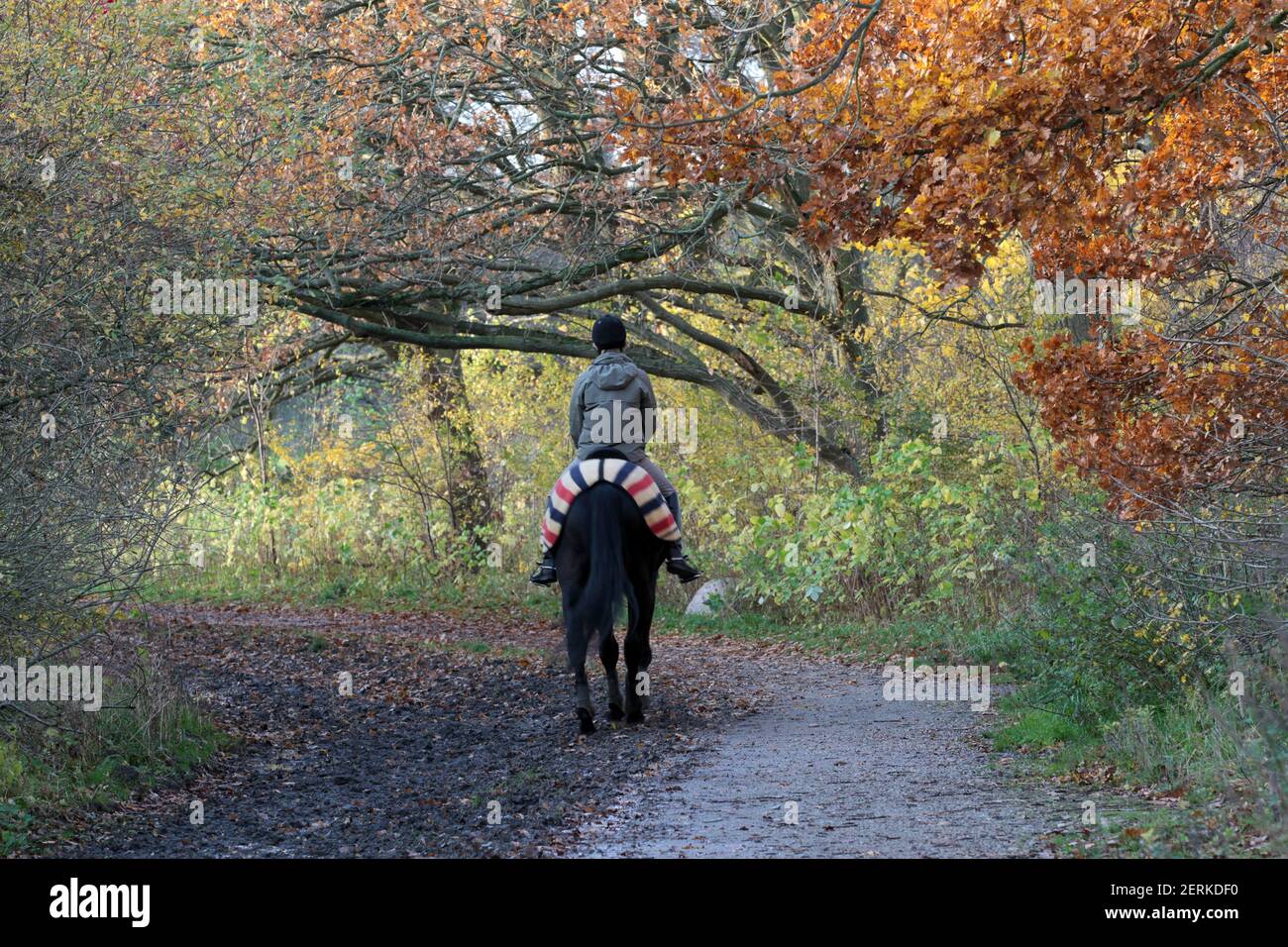 Riding horse in a forest in denmark scandinavia Stock Photo - Alamy