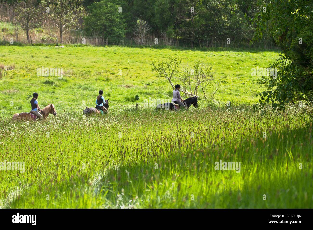 Riding horse in a forest in denmark scandinavia Stock Photo - Alamy