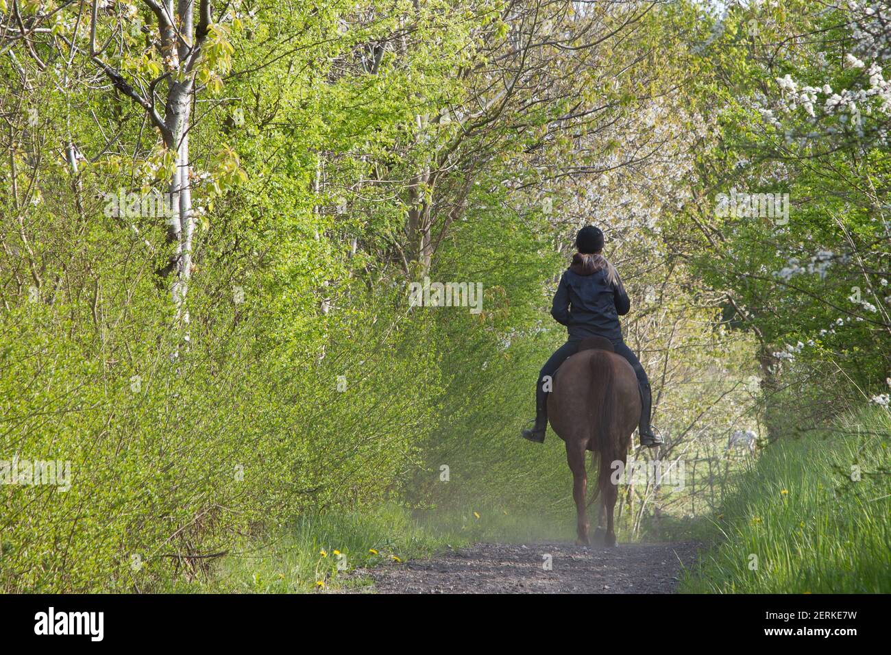 Riding horse in a forest in denmark scandinavia Stock Photo - Alamy
