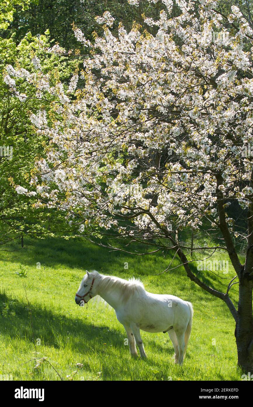 Horse on a field in Spring in Denmark Stock Photo - Alamy