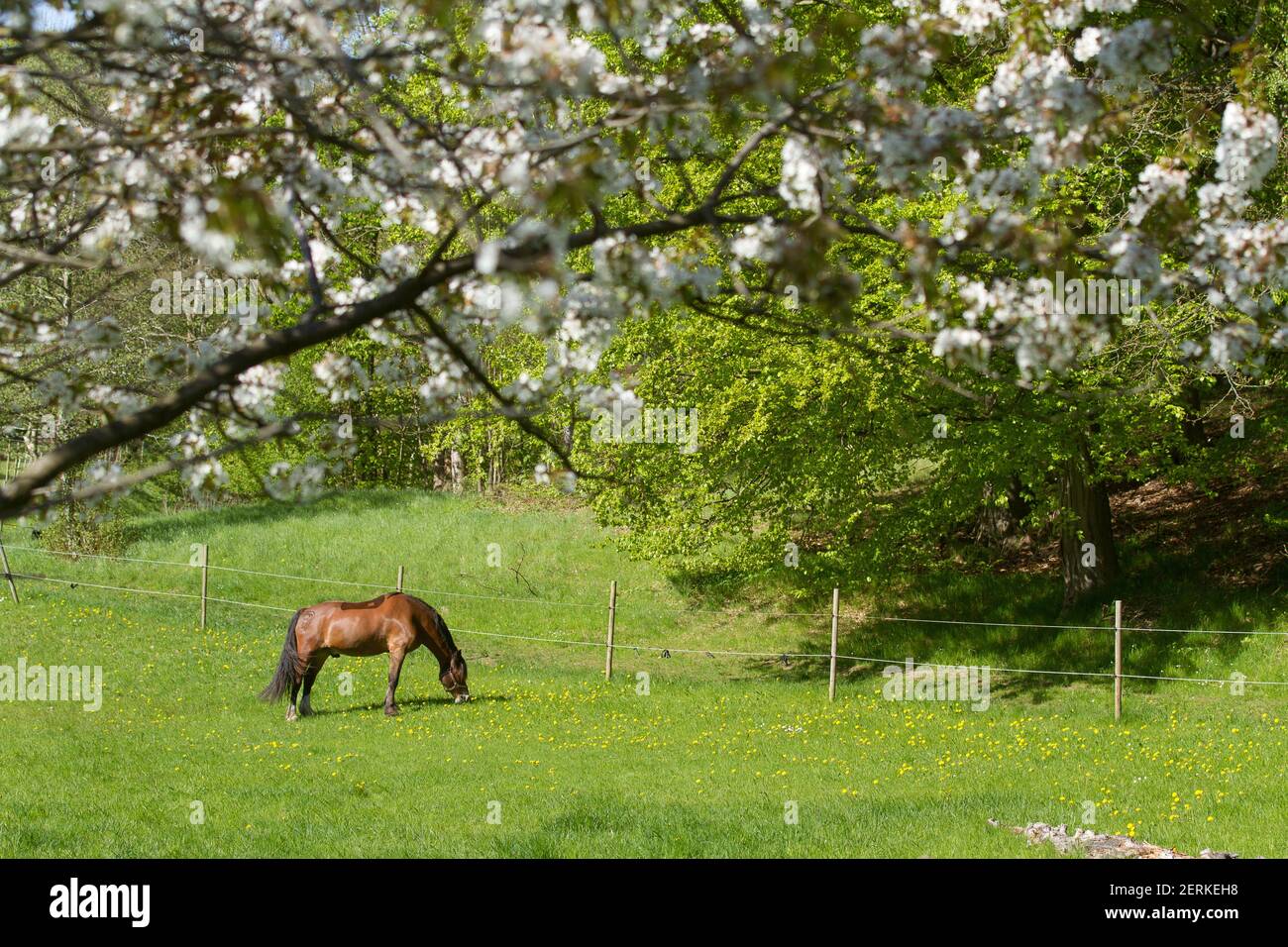 Horse on a field in Spring in Denmark Stock Photo - Alamy