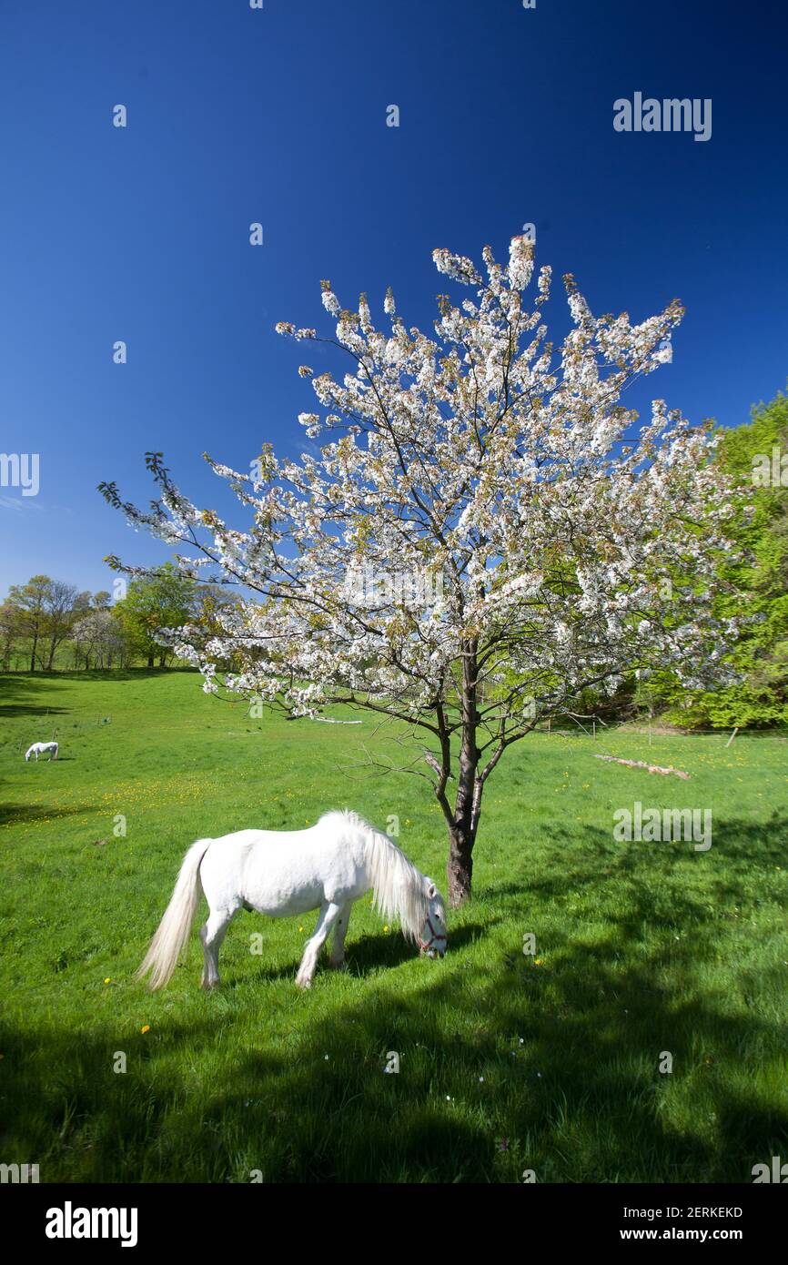 Horse on a field in Spring in Denmark Stock Photo - Alamy