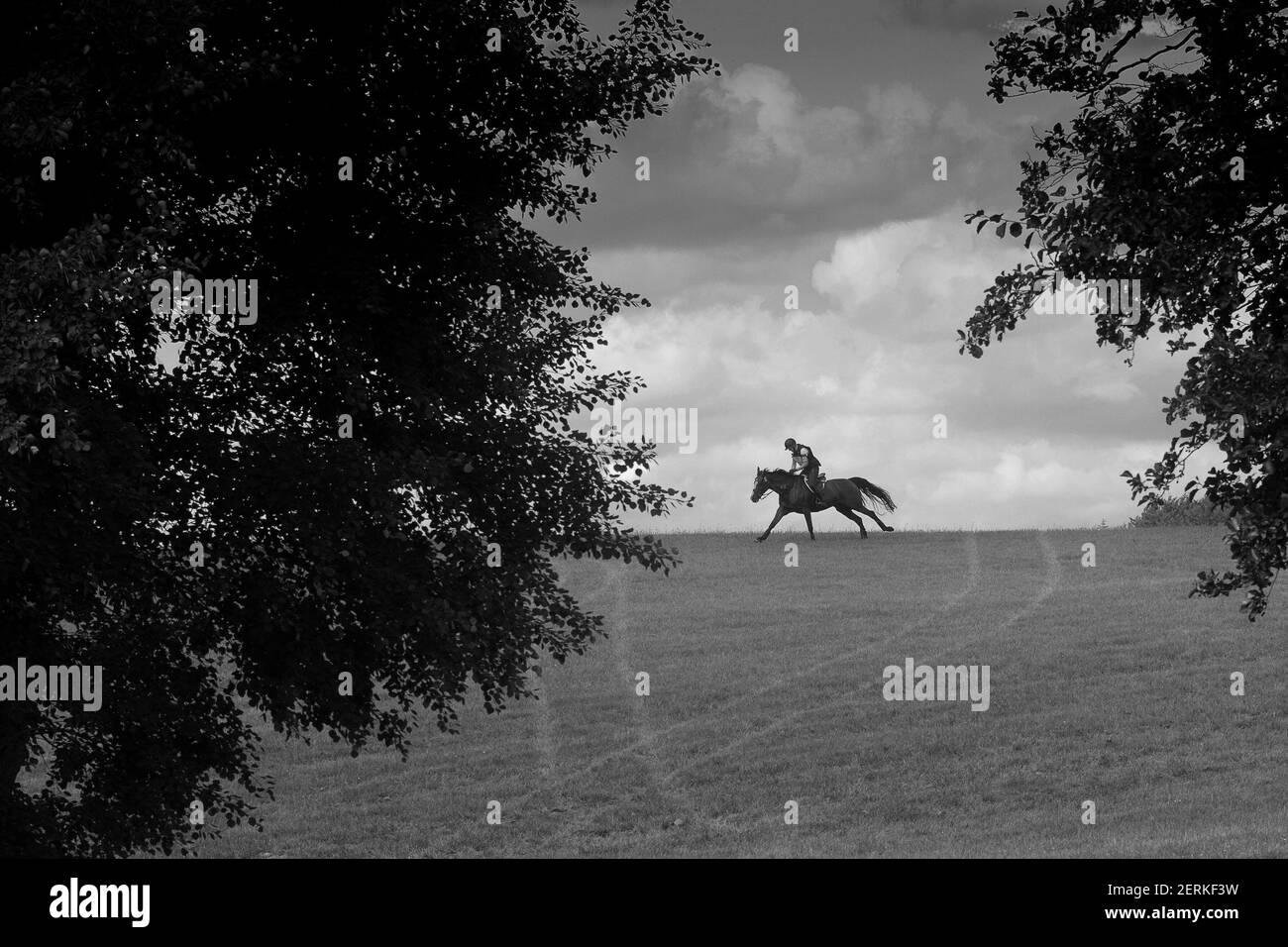 Riding horse in a forest in denmark scandinavia Stock Photo - Alamy