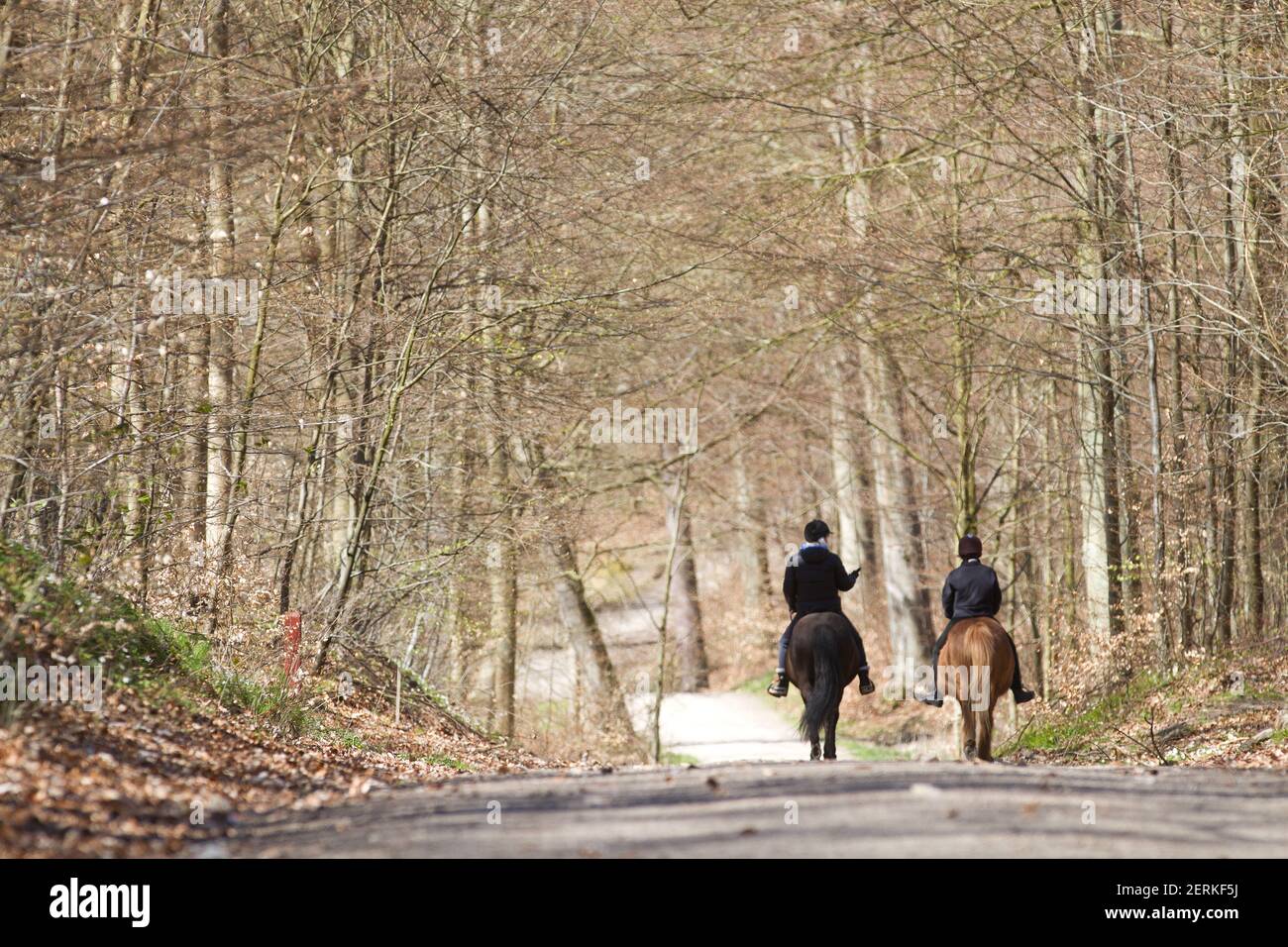 Riding horse in a forest in denmark scandinavia Stock Photo - Alamy