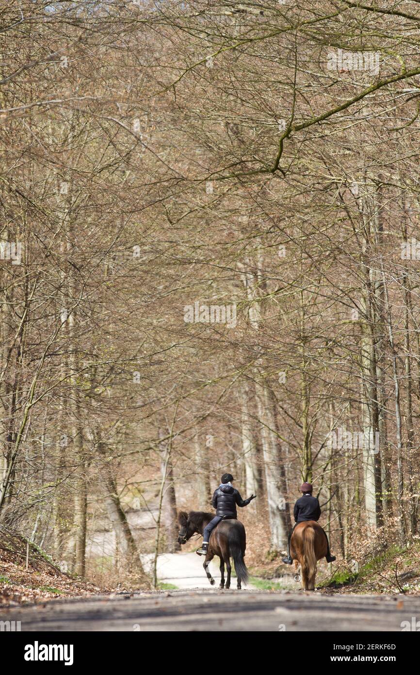 Riding horse in a forest in denmark scandinavia Stock Photo - Alamy