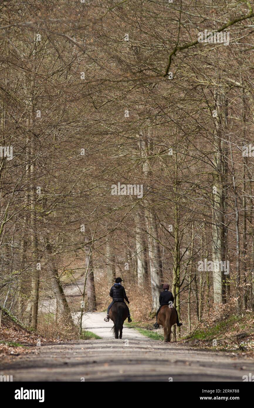 Horse in the forest hi-res stock photography and images - Alamy