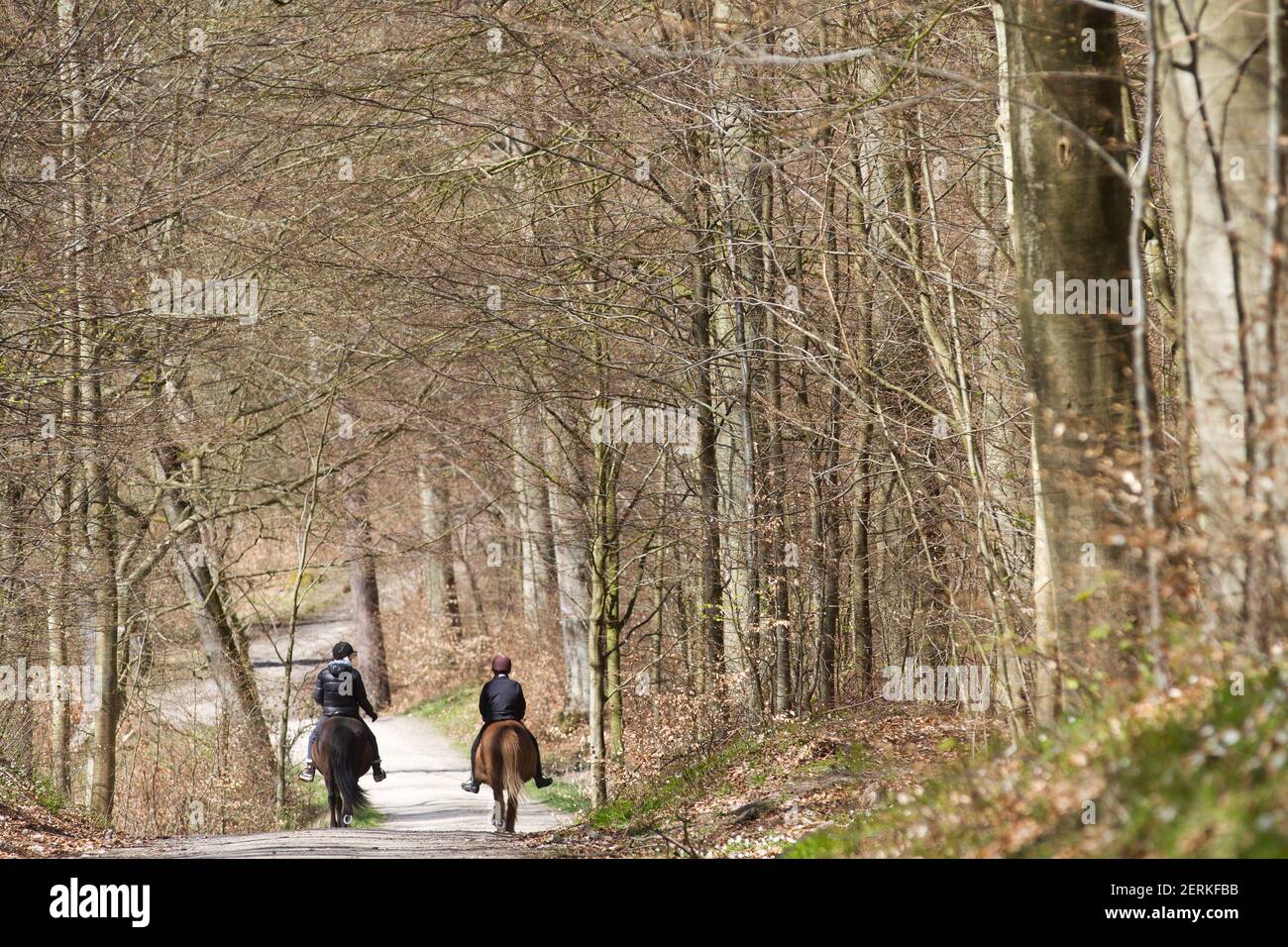 Riding horse in a forest in denmark scandinavia Stock Photo - Alamy