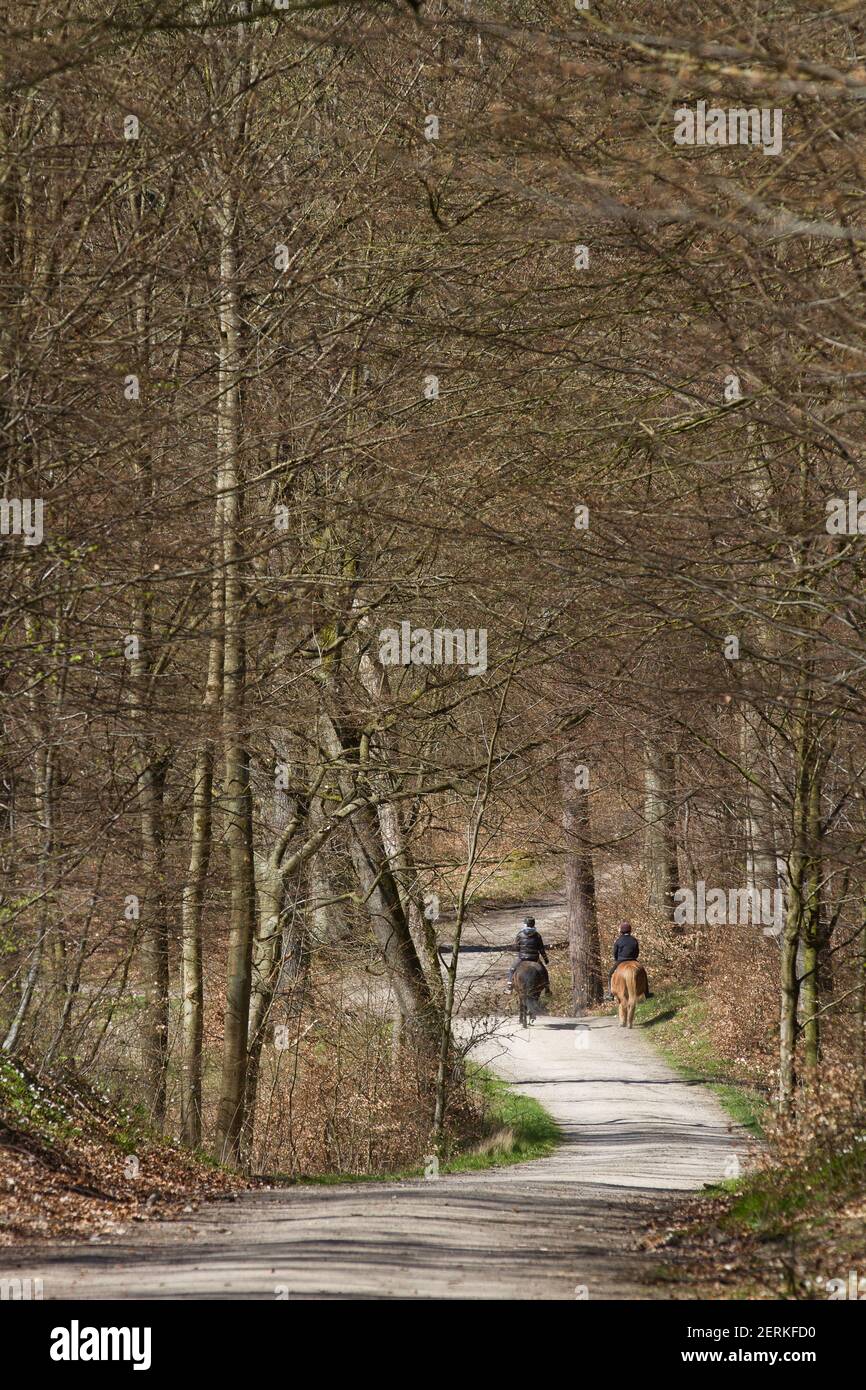 Riding horse in a forest in denmark scandinavia Stock Photo - Alamy
