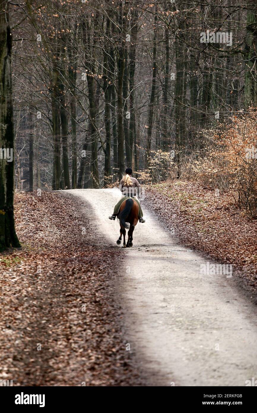 Riding horse in a forest in denmark scandinavia Stock Photo - Alamy