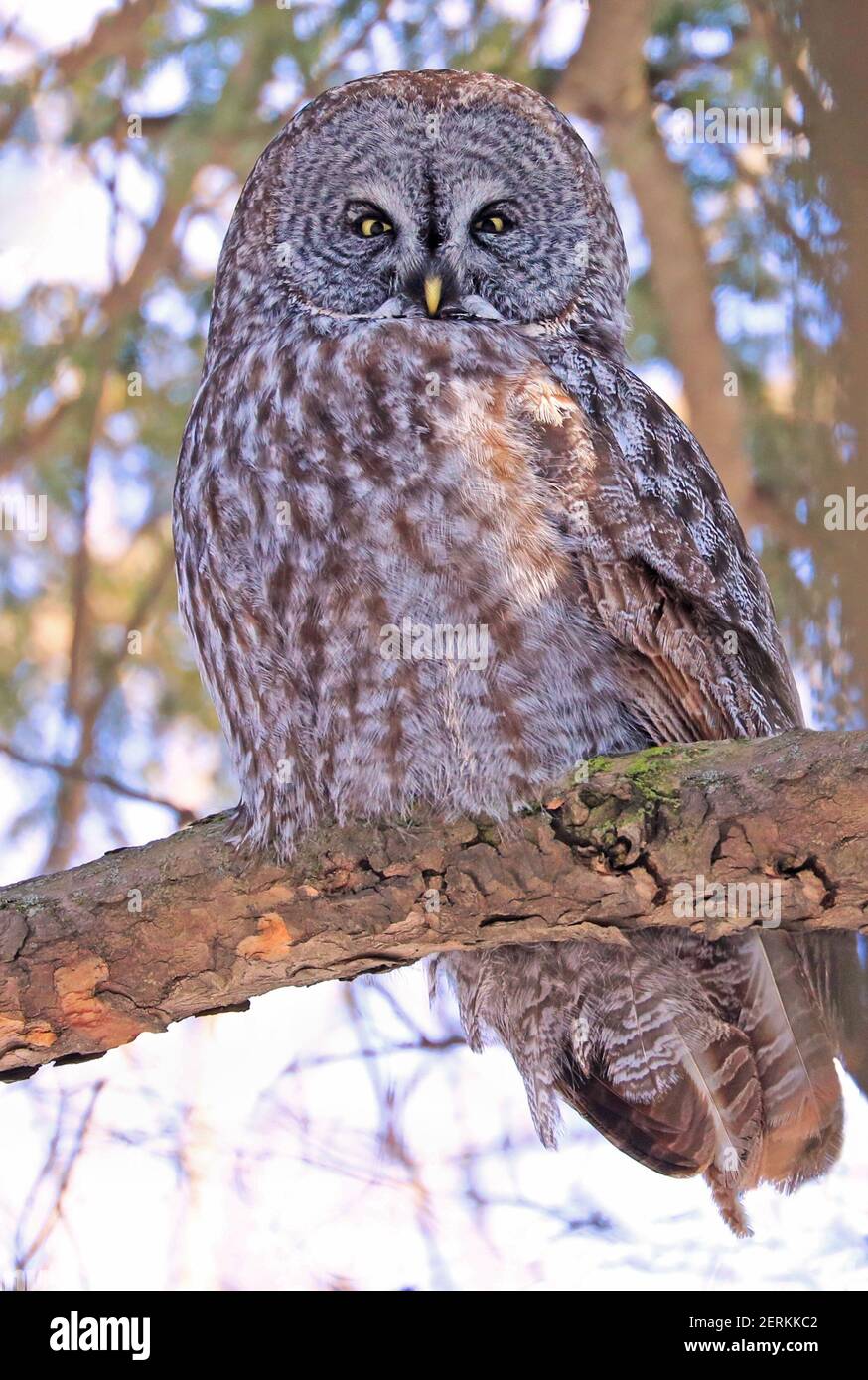 Great Grey Owl sitting on a fir tree branch in winter, Quebec, Canada ...